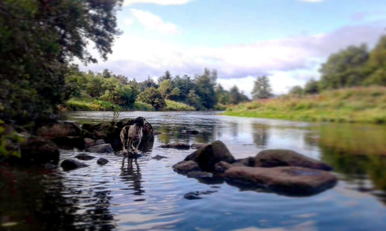 Potential Return to Angling on River Deveron - 25/05/20 - The Deveron ...