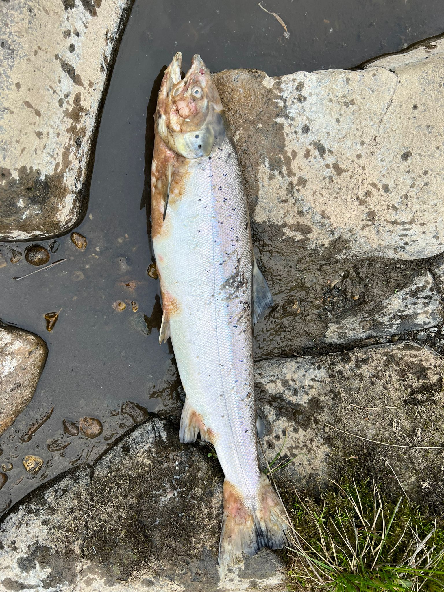 Fungus - Saprolegnia - The Deveron, Bogie and Isla Rivers Charitable Trust